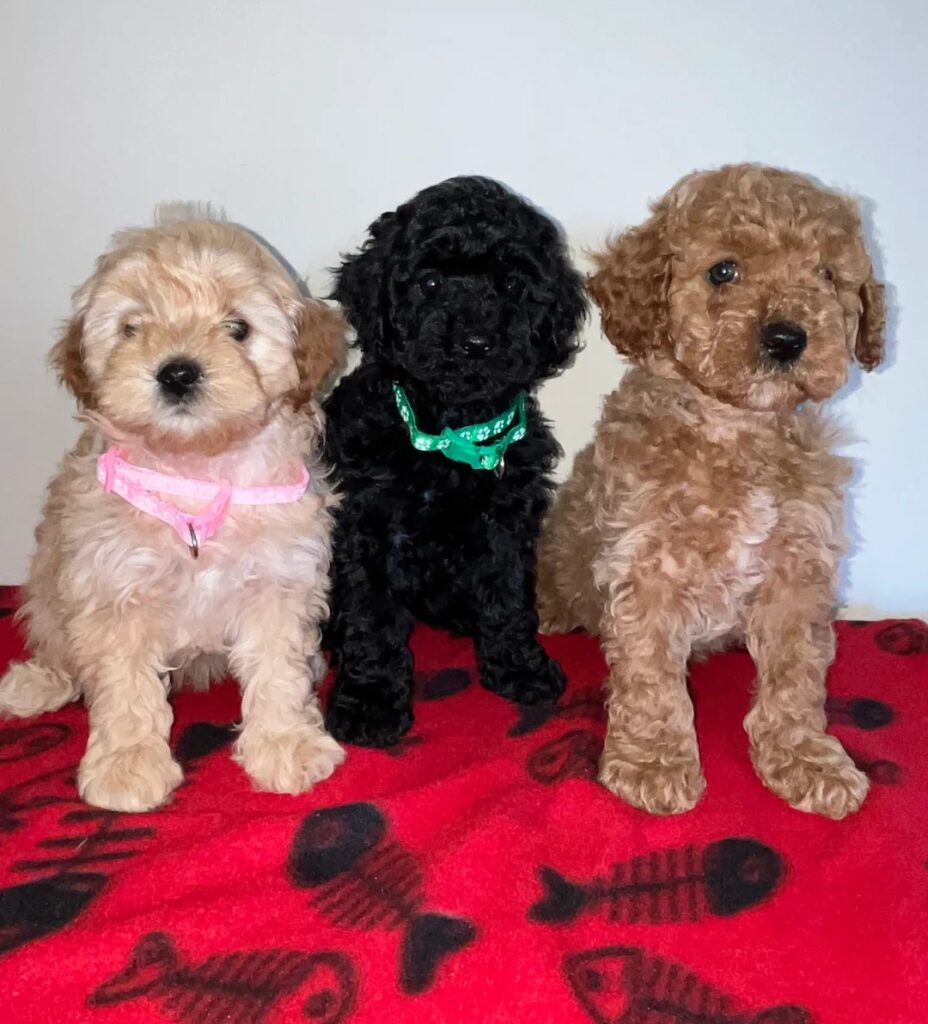 Cavapoos - Pudelwelpenshop